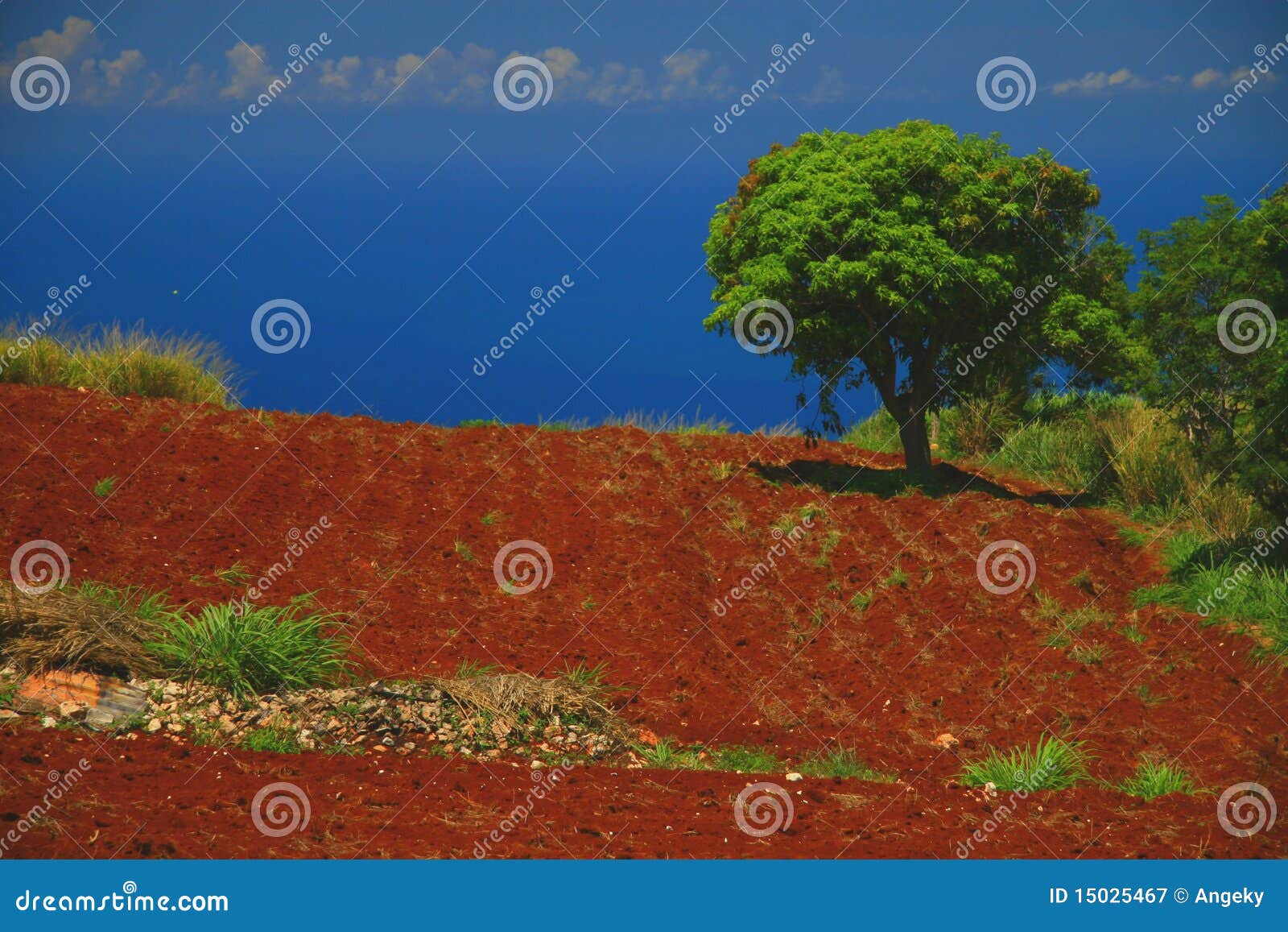 Red soil, jamaica stock image. Image of agriculture, jamaica - 15025467