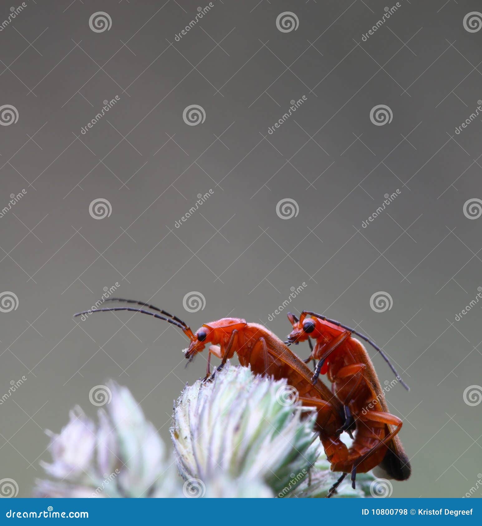 Red soldier beetle stock photo. Image of biology, ladybirds - 10800798