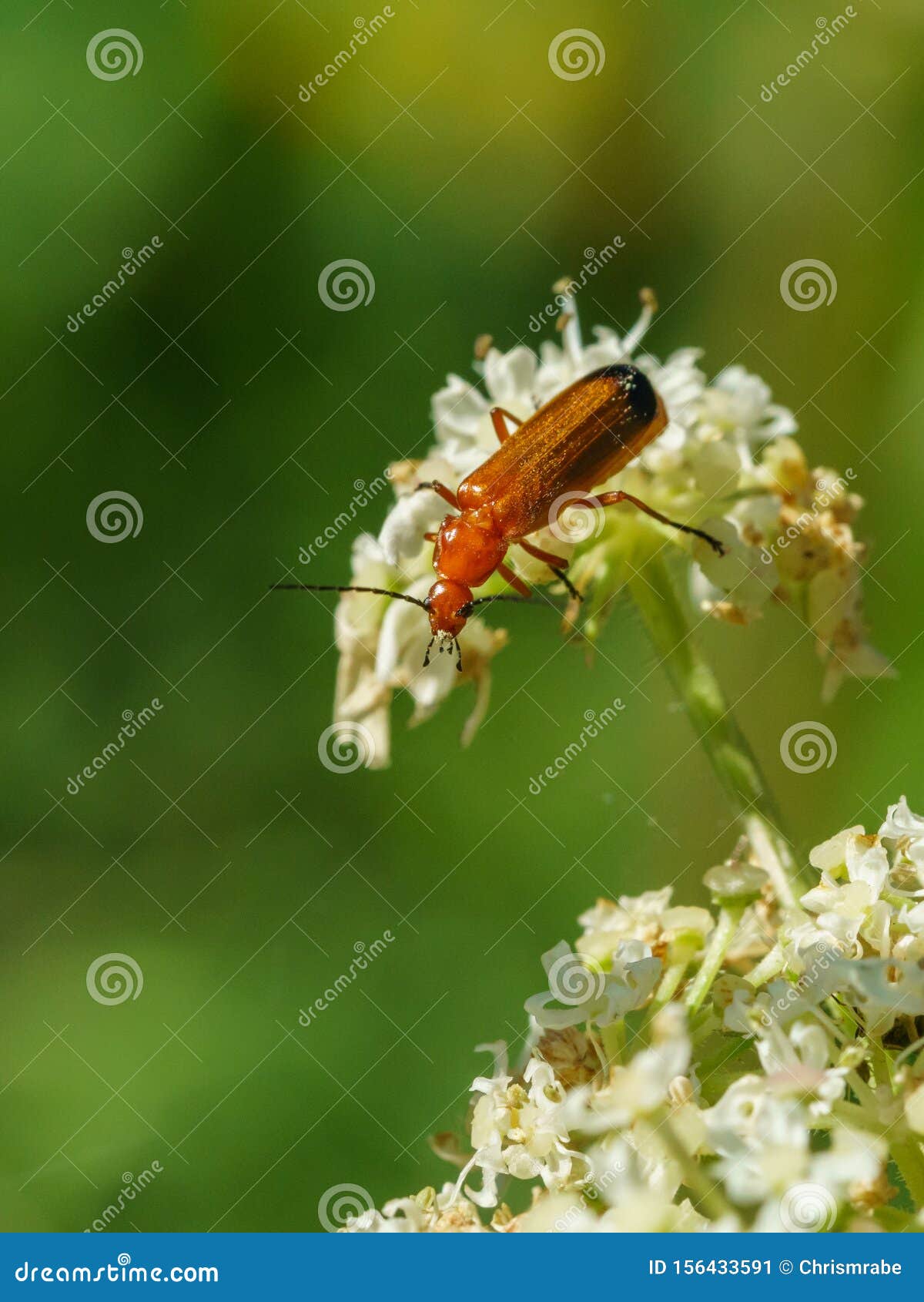 Red Soldier Beetle (Rhagonycha Fulva Stock Image - Image of beetles ...