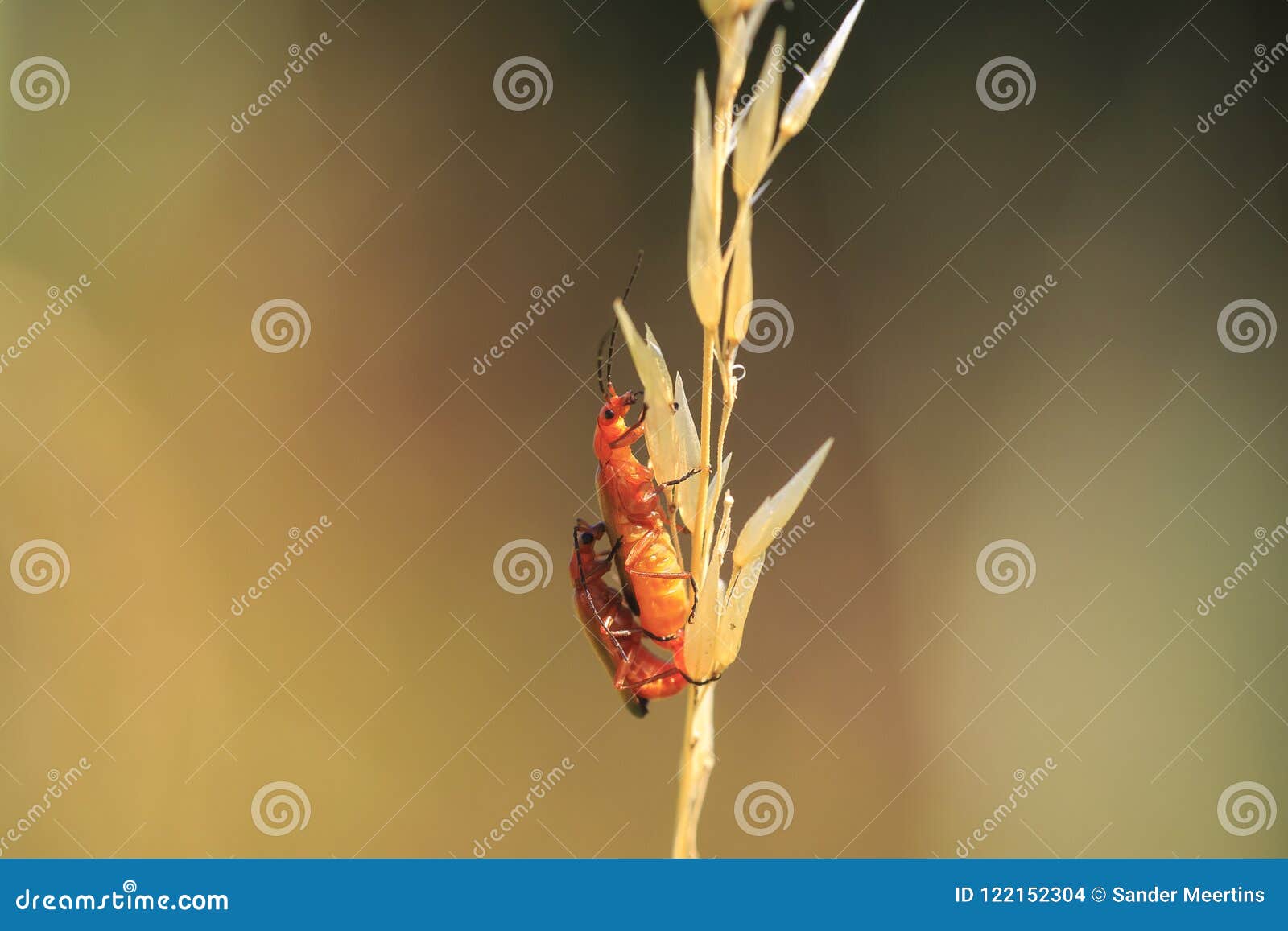 Red Soldier Beetles Cantharis Rufa Mating Stock Photo - Image of grass ...