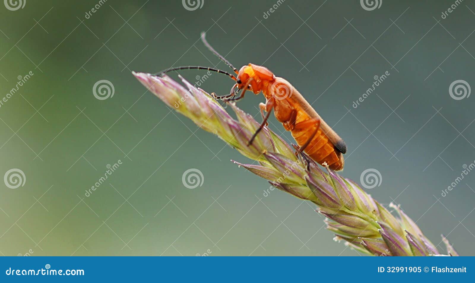 Red soldier bug stock image. Image of yellow, closeup - 32991905