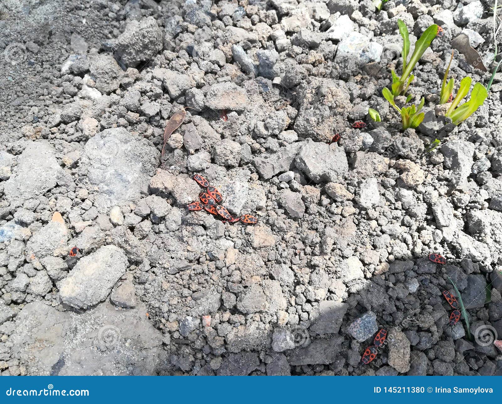 Red Soldier Bug with Black Dots. Bugs Bask in Sun. Spilostethus ...