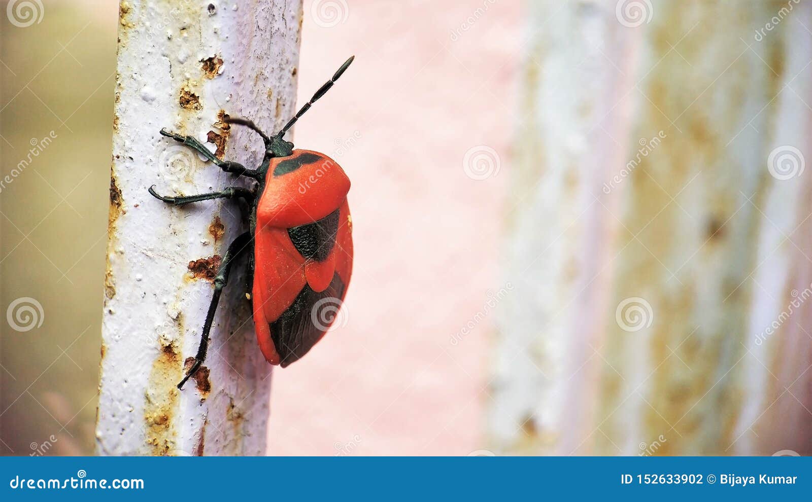 Red Soldier Bug Sitting on a Iron Rod Corner View Stock Photo - Image ...