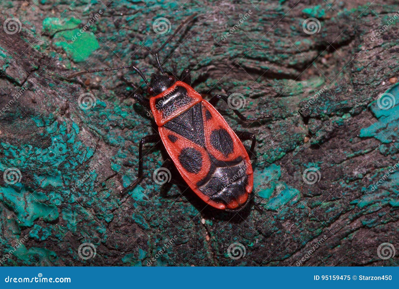Red Soldier Bug on the Trunk of a Colored Tree. Stock Image - Image of ...