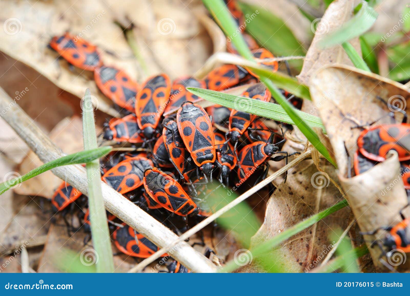 Red soldier bugs stock image. Image of insects, bugs - 20176015