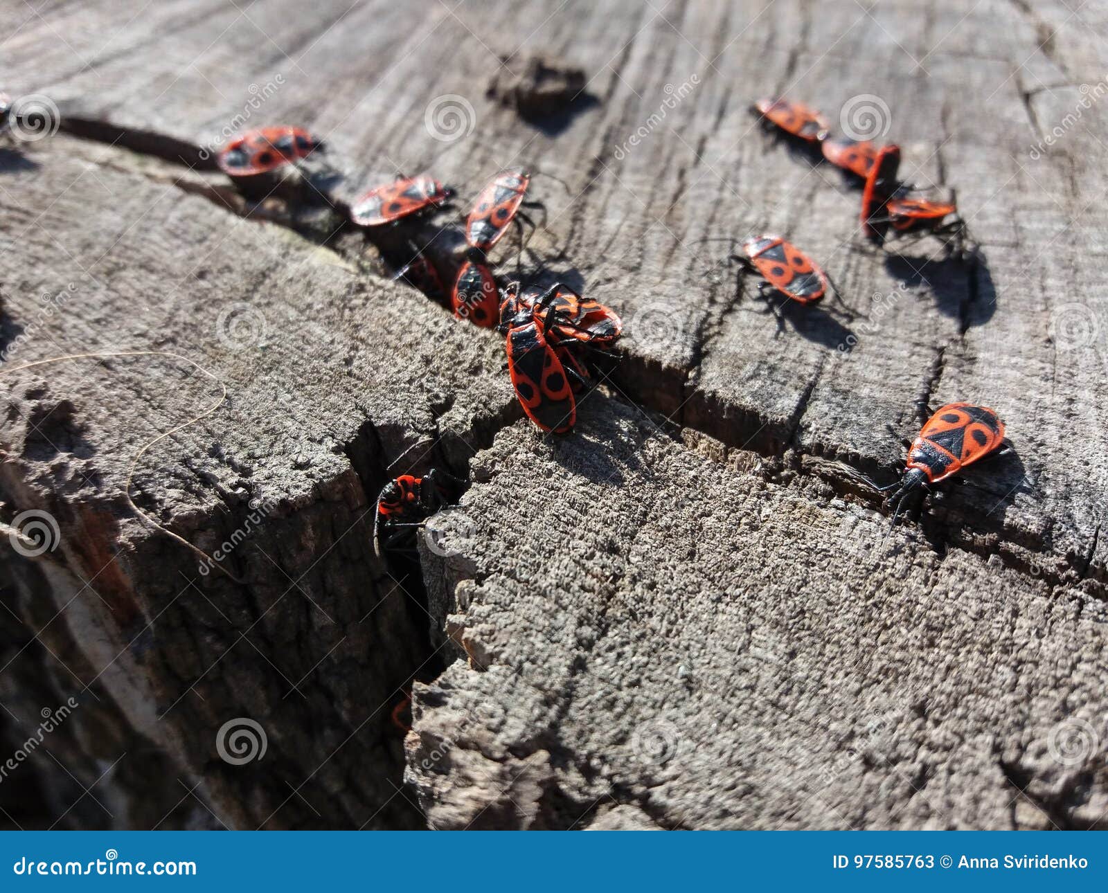 Red Soldier bugs on stump stock image. Image of nature - 97585763