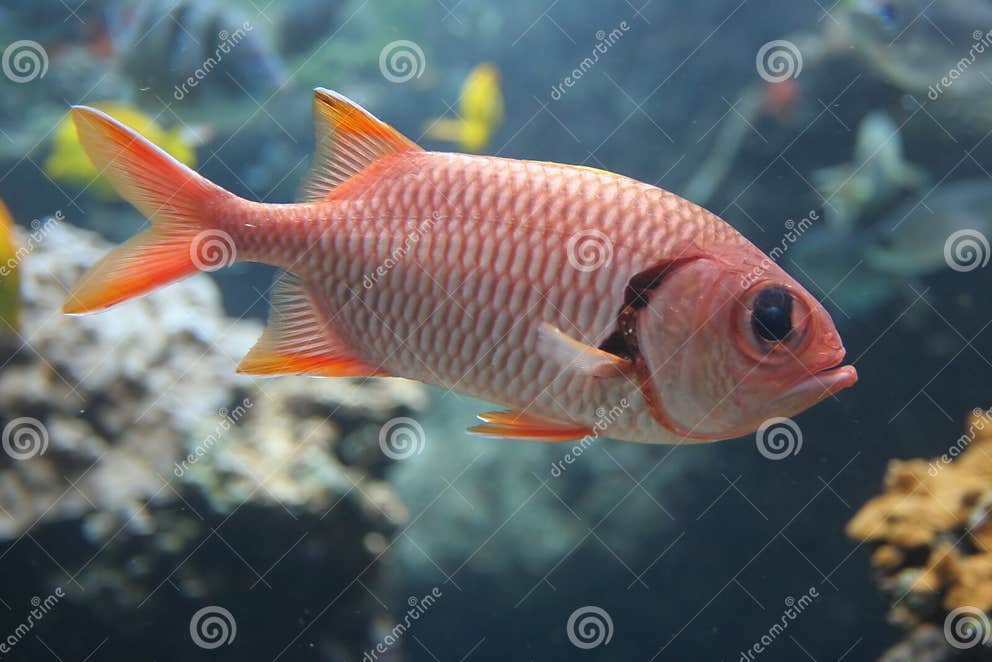 Red Soldierfish stock photo. Image of dream, aqua, island - 3221772