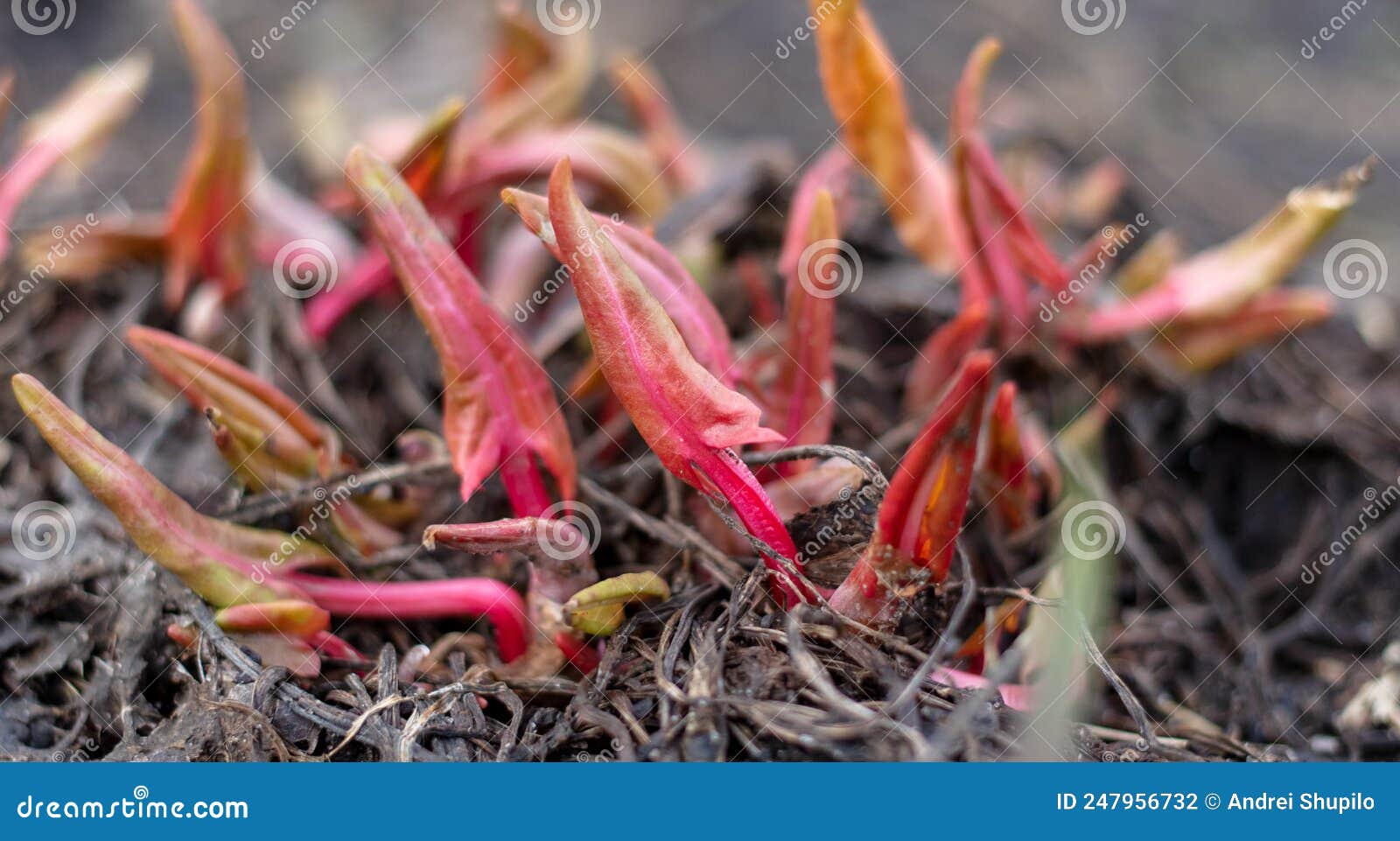 Red Sorrel Leaves in the Ground in Early Spring. Stock Photo - Image of ...