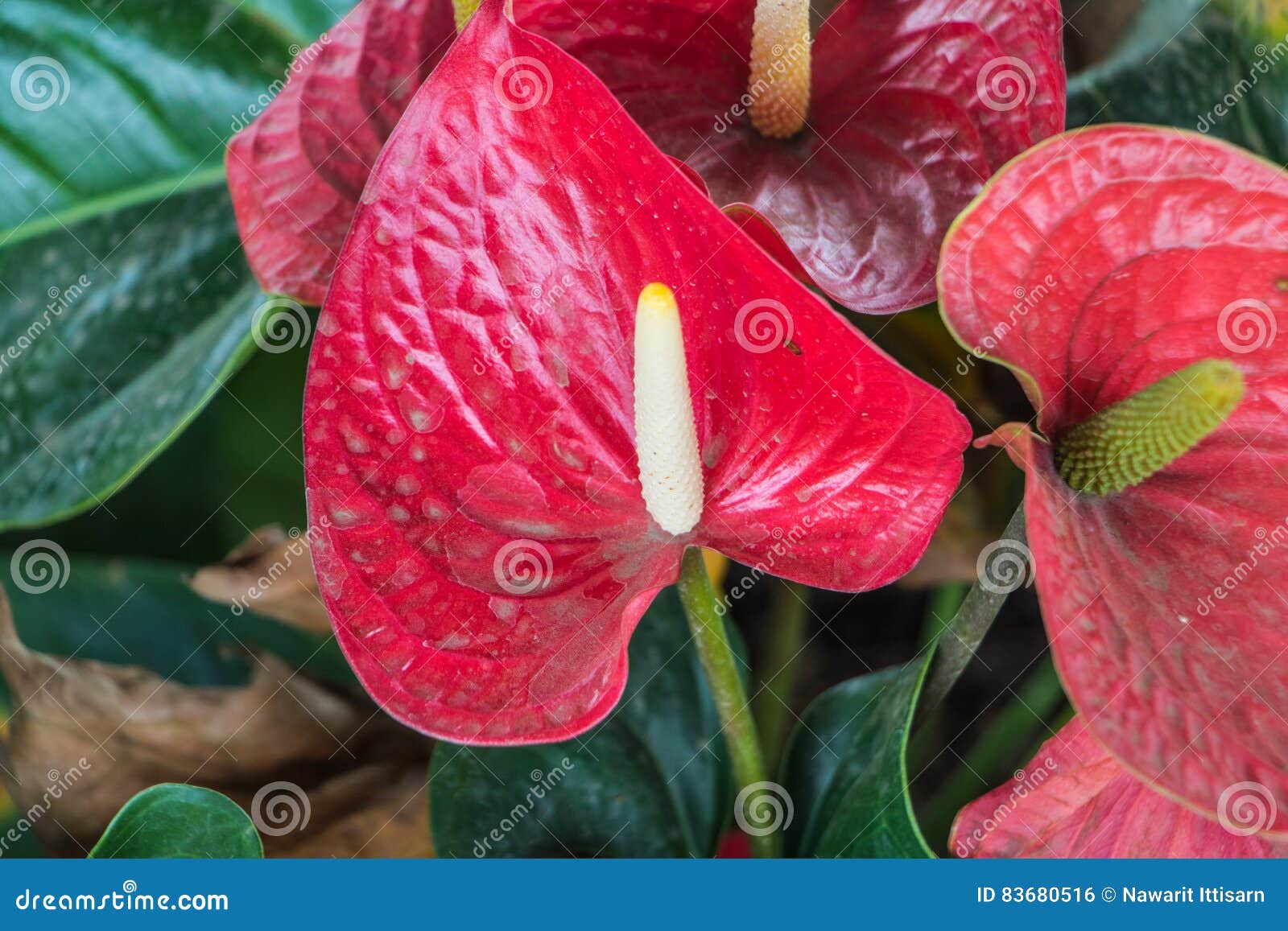 Red spadix flower stock photo. Image of fresh, flora - 83680516