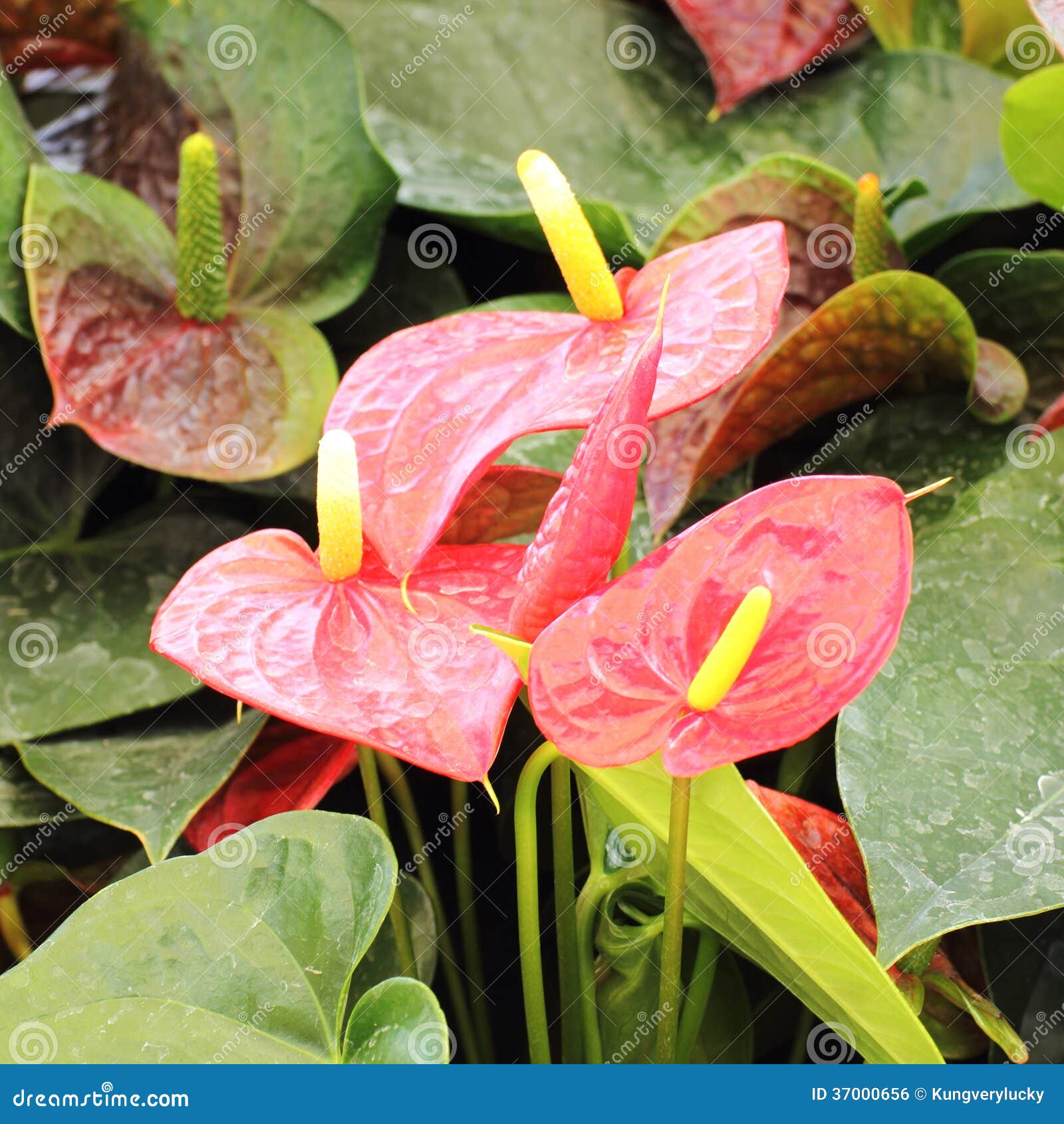 Red spadix flower stock photo. Image of beauty, leaf - 37000656