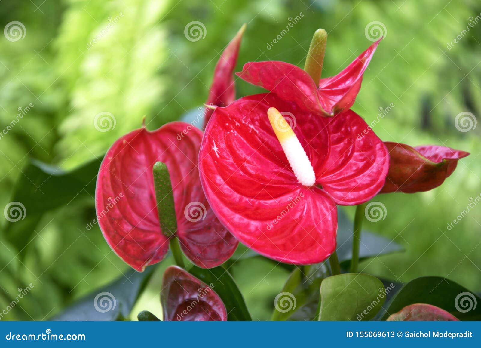 Red Spadix Flower Stock Images - Download 608 Royalty Free Photos