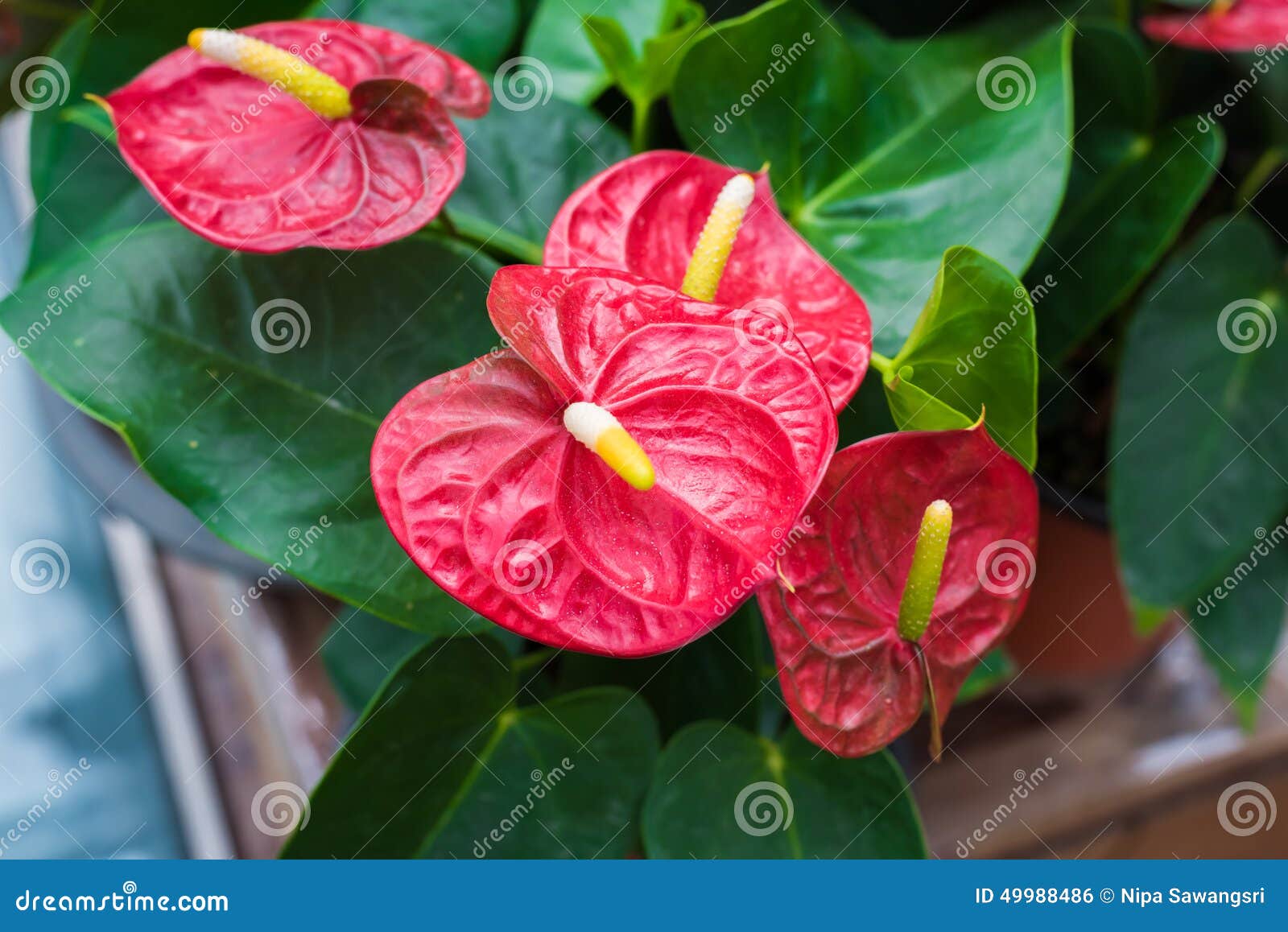 Red Spadix Flower stock photo. Image of plant, garden - 49988486