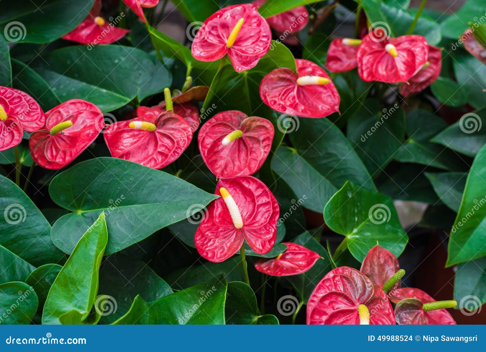 Red Spadix Flower stock photo. Image of bloom, flower - 49988524