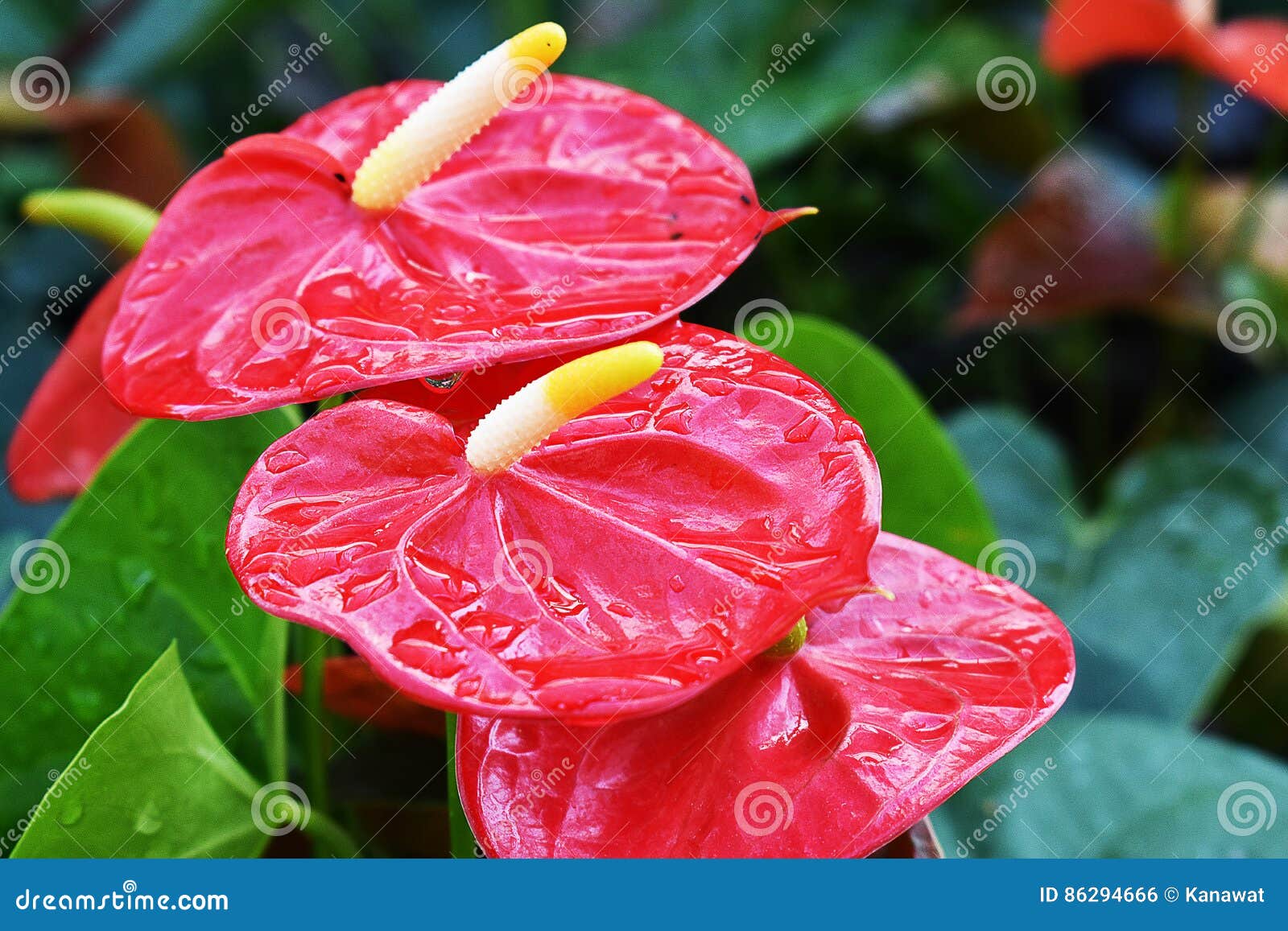 Spadix Flower Royalty-Free Stock Photography | CartoonDealer.com #41706797