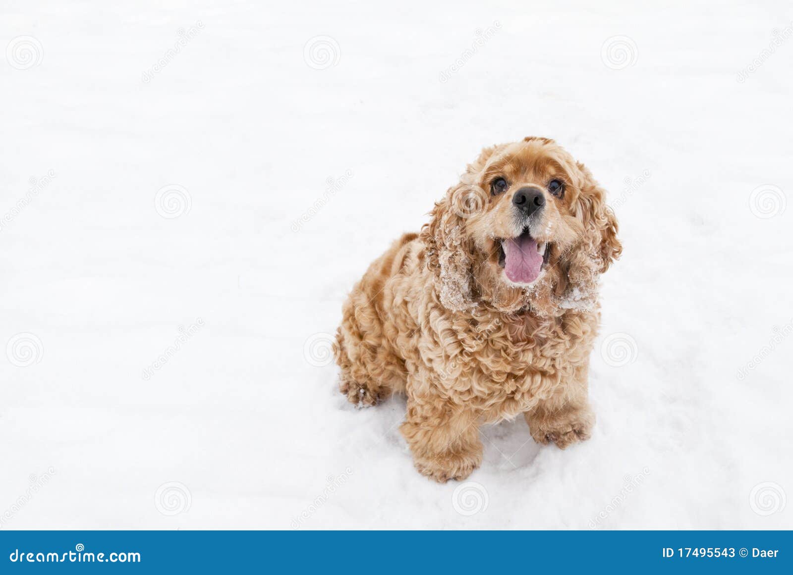 Red spaniel dog stock image. Image of snow, look, groomed - 17495543