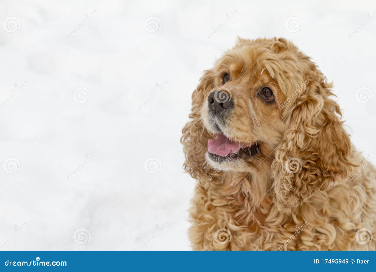 Red spaniel dog stock image. Image of food, dogs, orange - 17495949