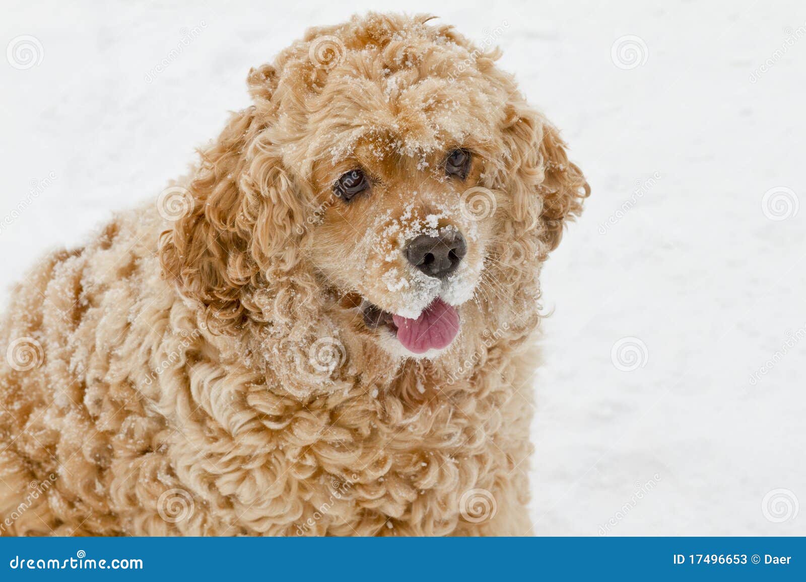 Red spaniel dog stock image. Image of plump, food, orange - 17496653