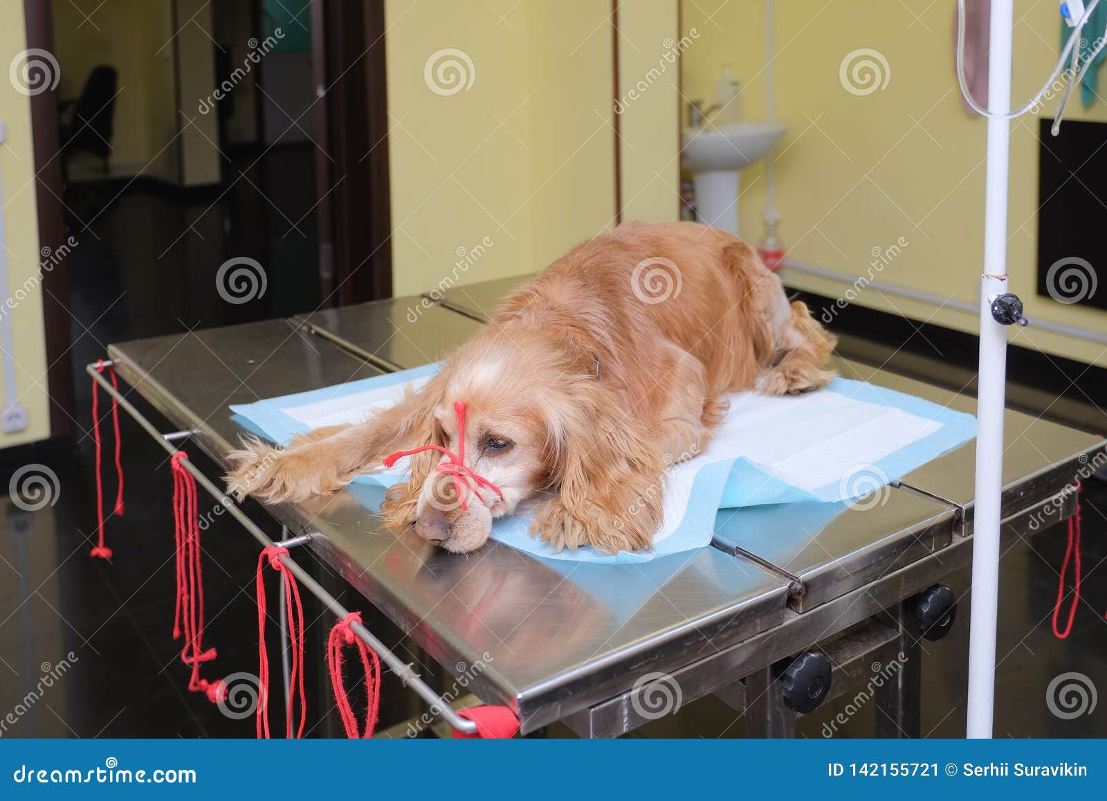 Red Spaniel Dog by Anesthesia on the Operating Table in the Veterinary ...