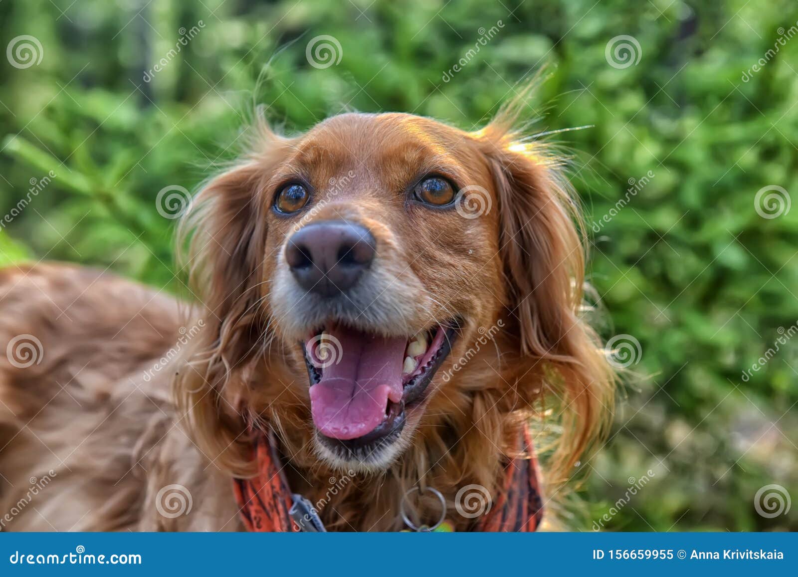 Red spaniel in the forest stock image. Image of brown - 156659955