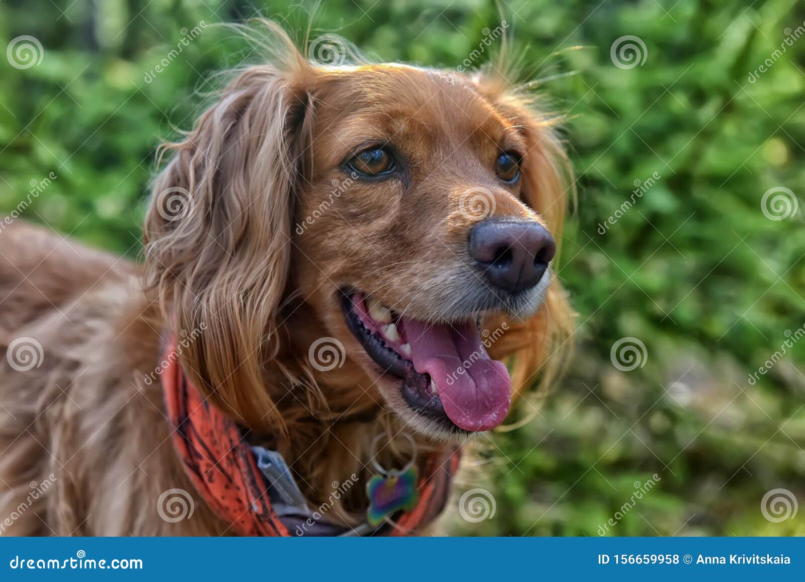 Red spaniel in the forest stock photo. Image of brown - 156659958
