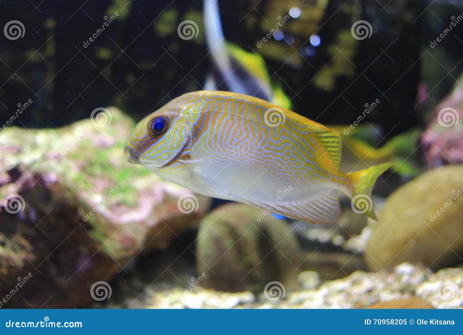 Red Spanish Mackerel, Blue-lined Rabbitfish Stock Image - Image of ...