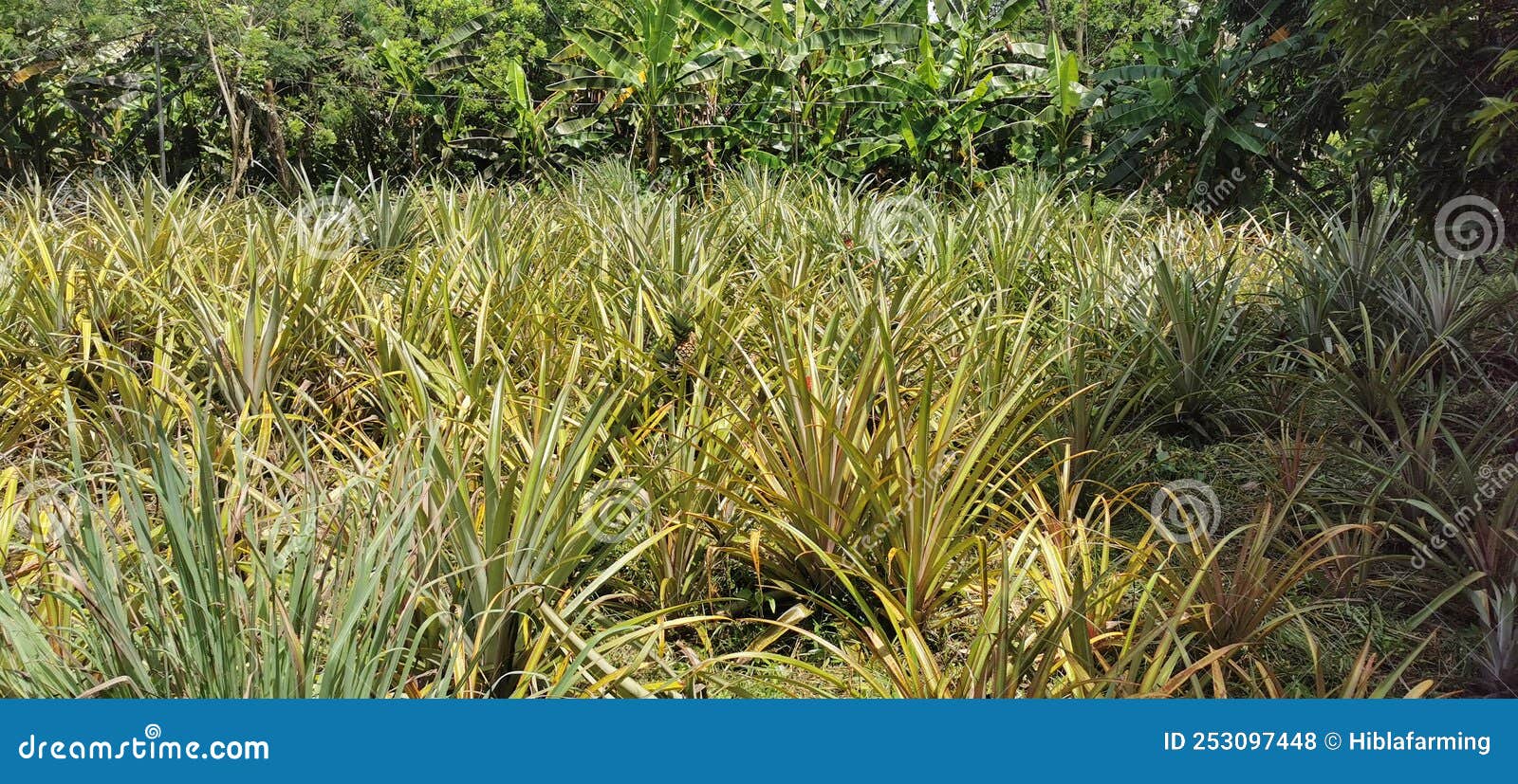 Red spanish pineapple stock photo. Image of barong, weaved - 253097448