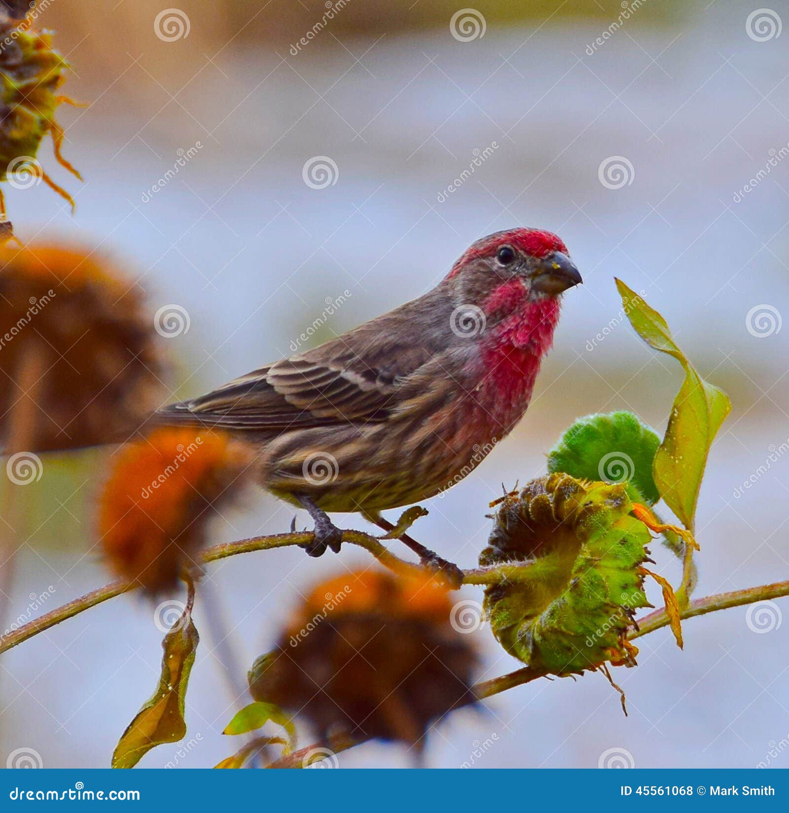 Red Sparrow stock photo. Image of birds, bird, eats, seeds - 45561068