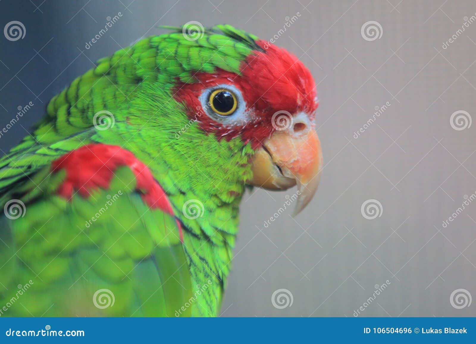 Red-spectacled amazon stock photo. Image of amazona - 106504696
