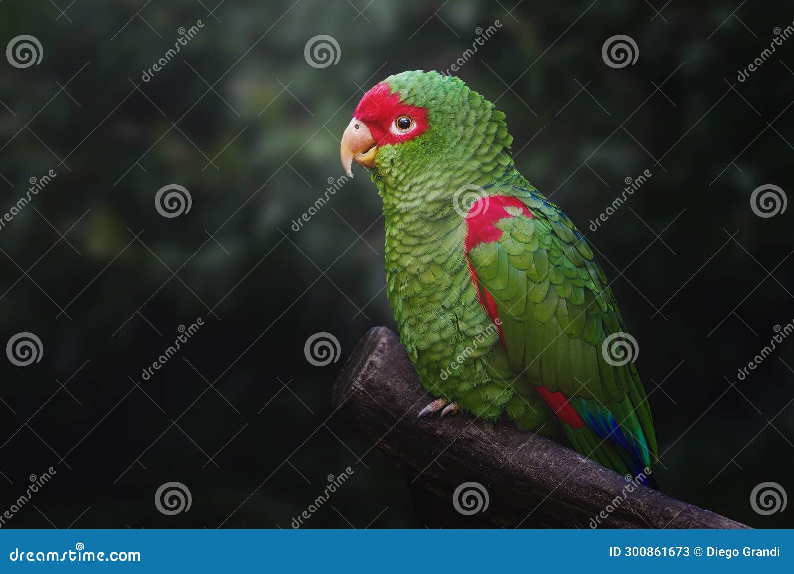 Red-spectacled Amazon Parrot Stock Image - Image of pretrei, brazil ...
