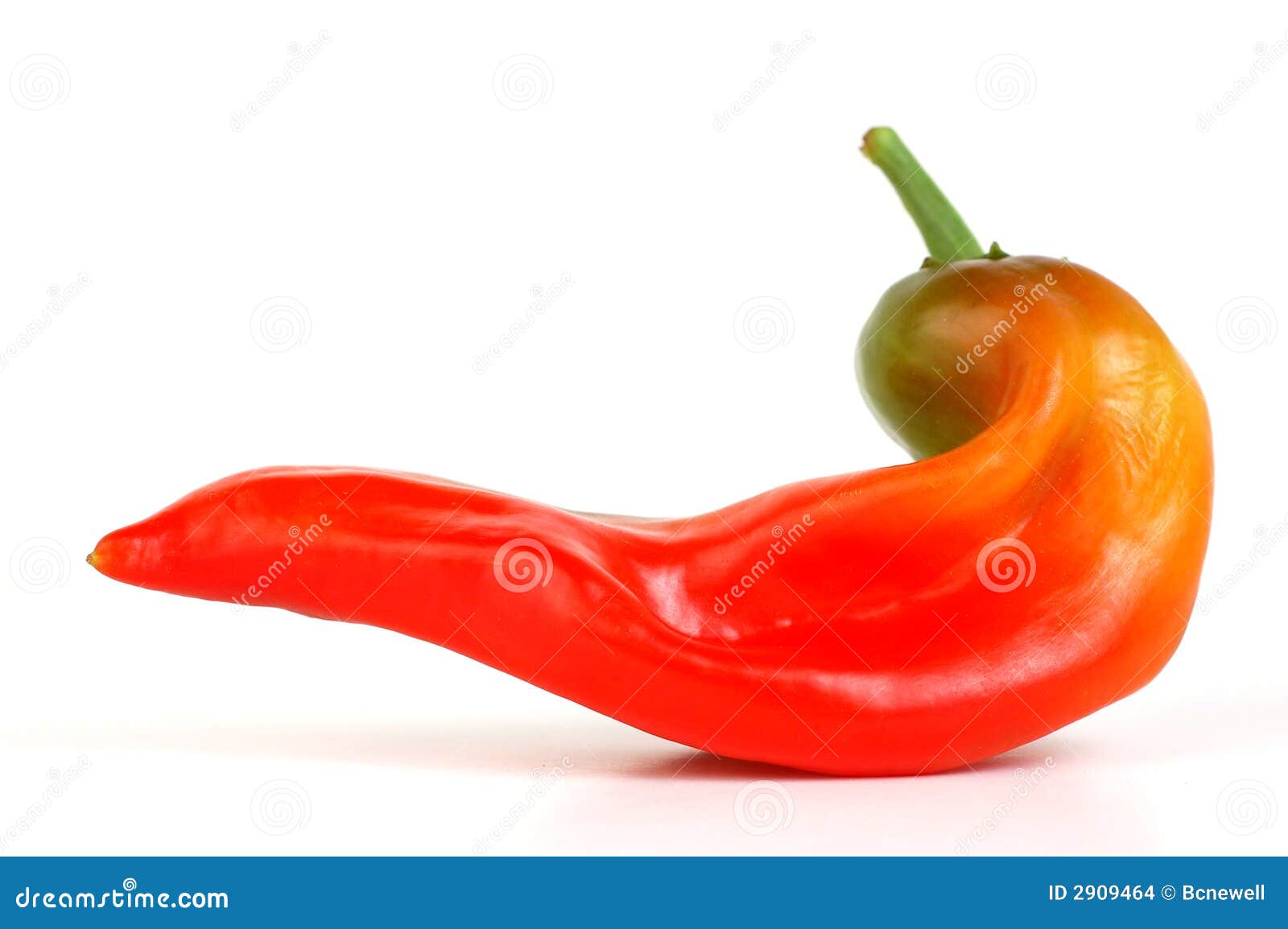 Red Spicy Hot Pepper stock photo. Image of garden, corn - 2909464