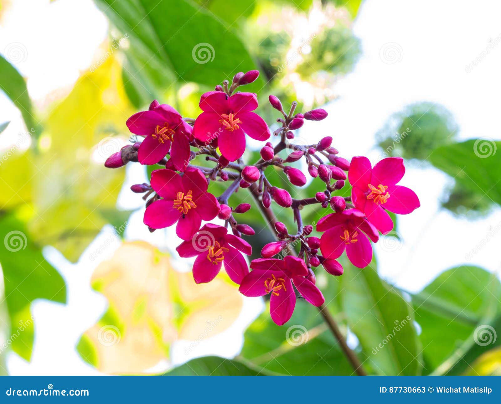 Red Spicy Jatropha Flower Blooming Stock Image - Image of freshness ...