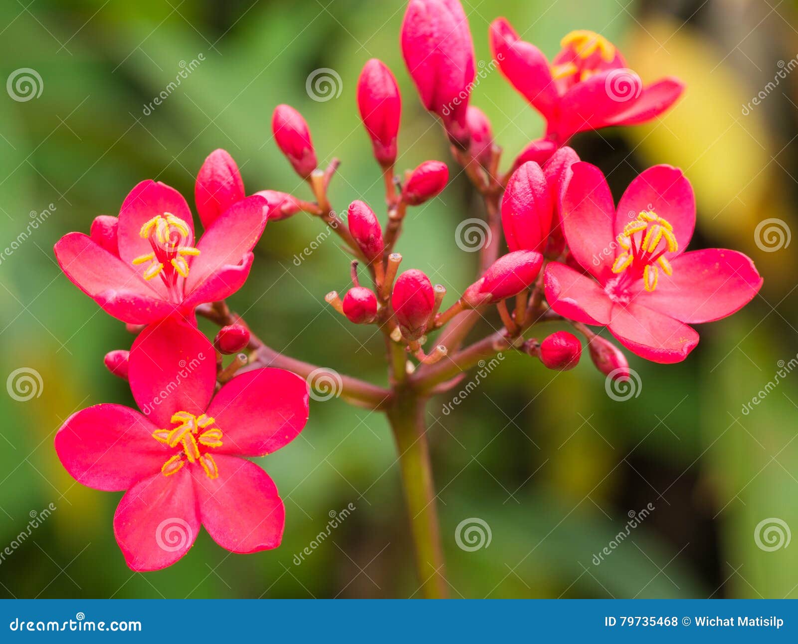The Red Spicy Jatropha Flowers Stock Photo - Image of flora, bouquet ...