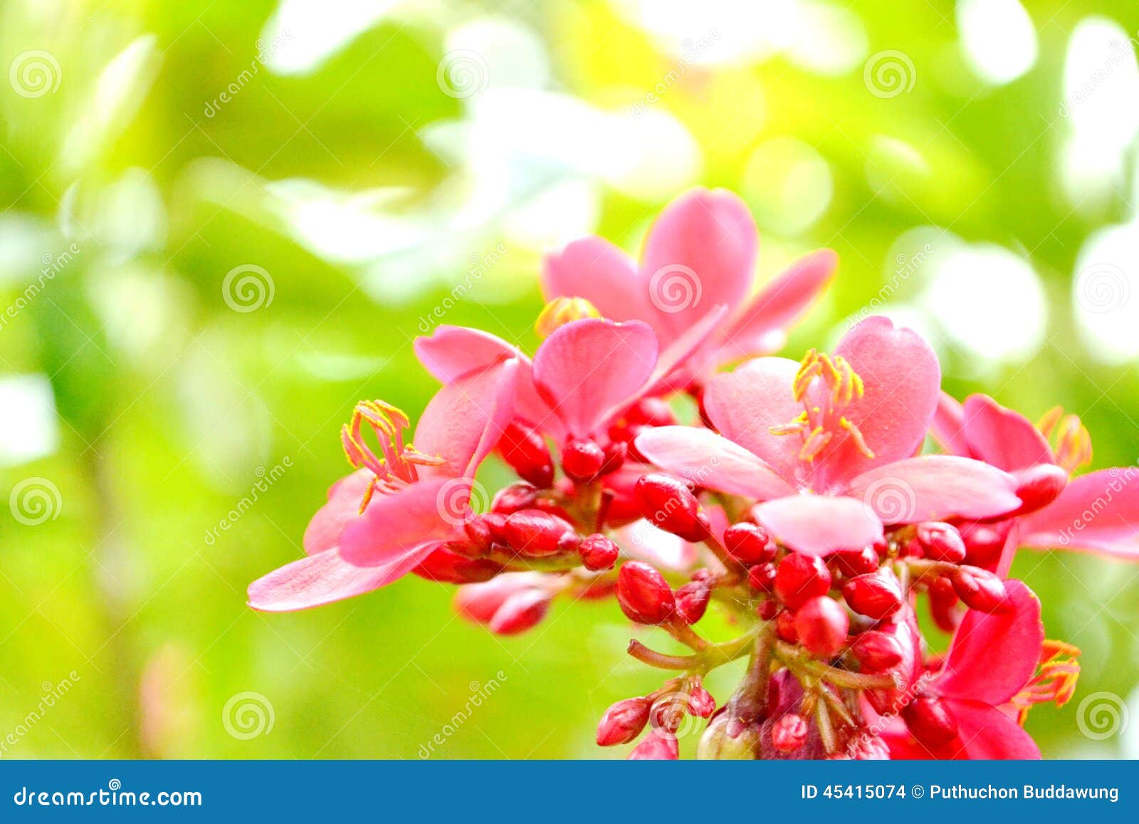 Red Spicy Jatropha Peregrina Stock Photo - Image of branches ...