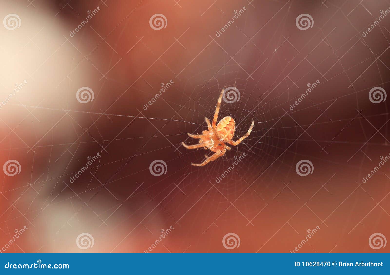 Red spider. stock photo. Image of insects, sharp, aracnids - 10628470