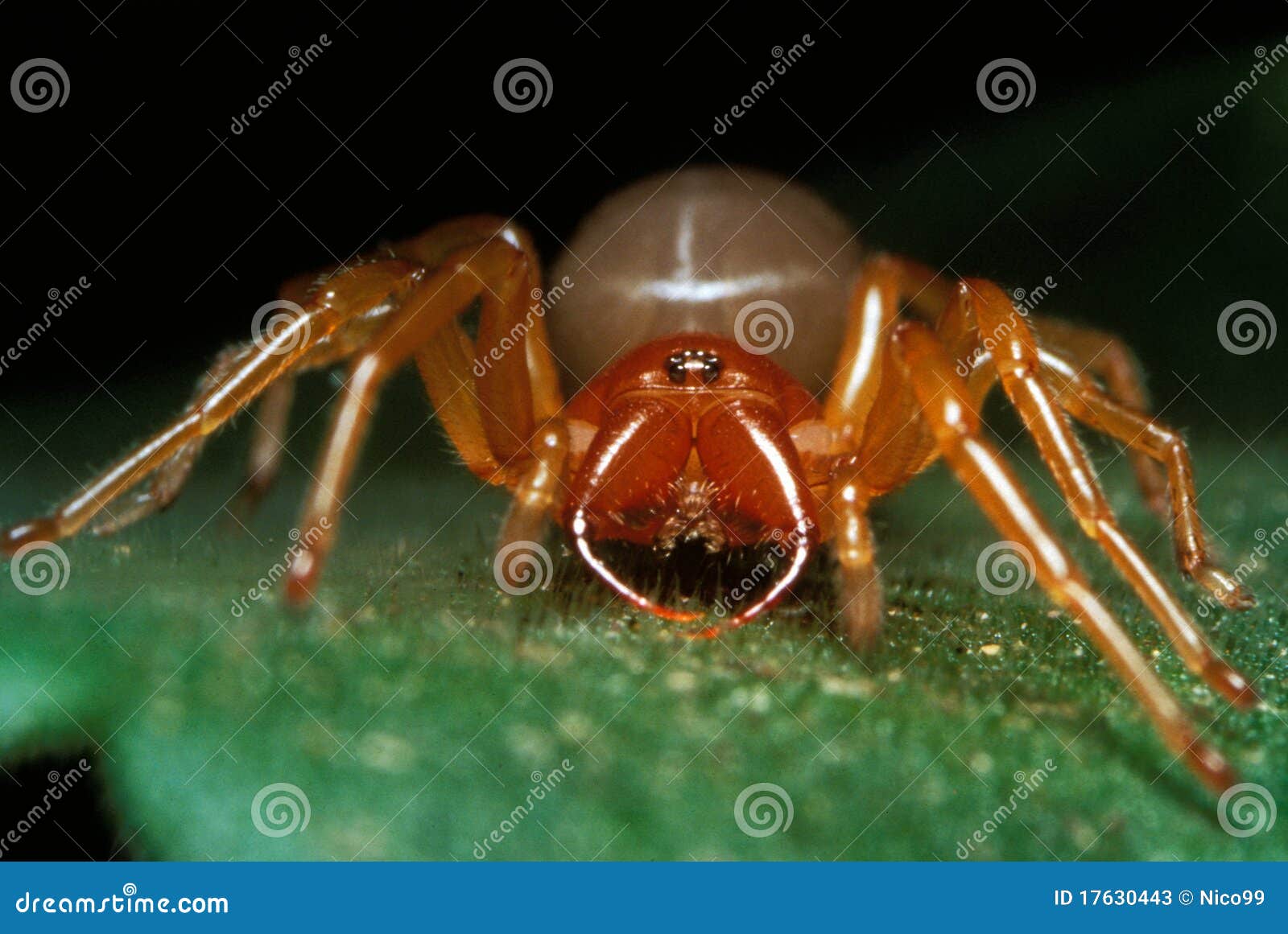 Red spider stock image. Image of venomous, jaws, fear - 17630443