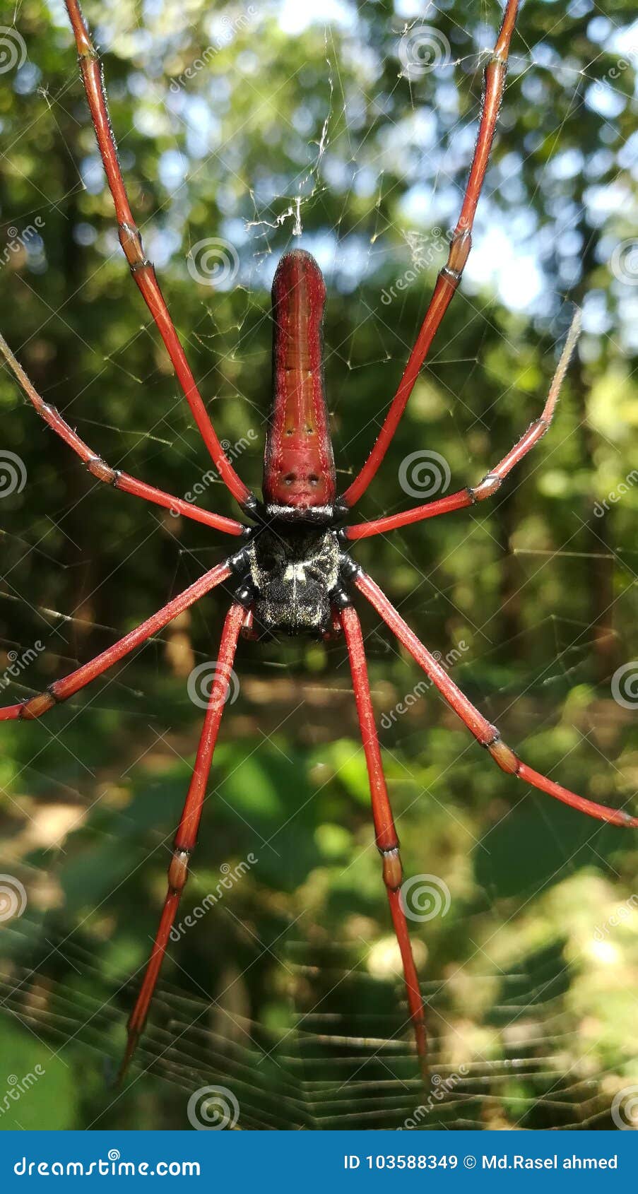 Red spider stock image. Image of spider, days, samer - 103588349