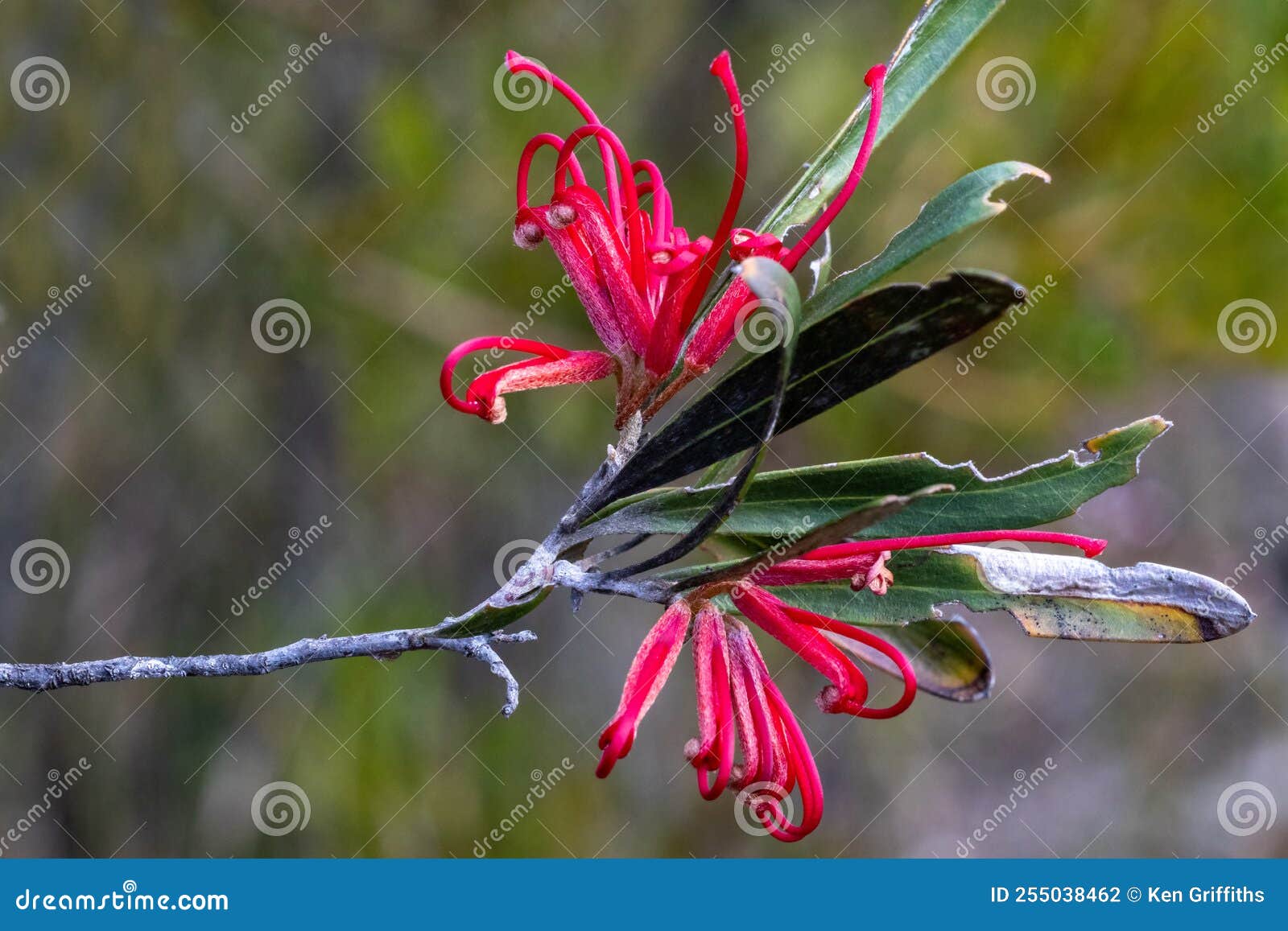 Red Spider flower stock photo. Image of australia, shrub - 255038462