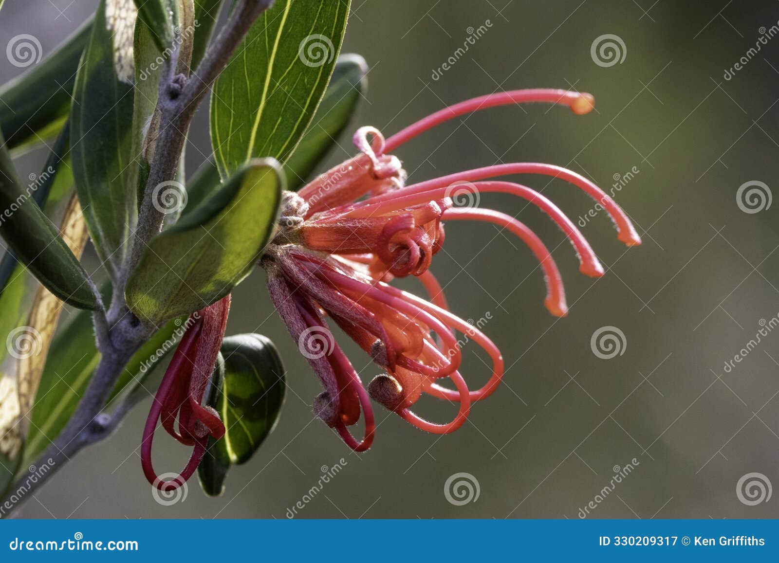 Red Spider Flower stock image. Image of close, olioides - 330209317