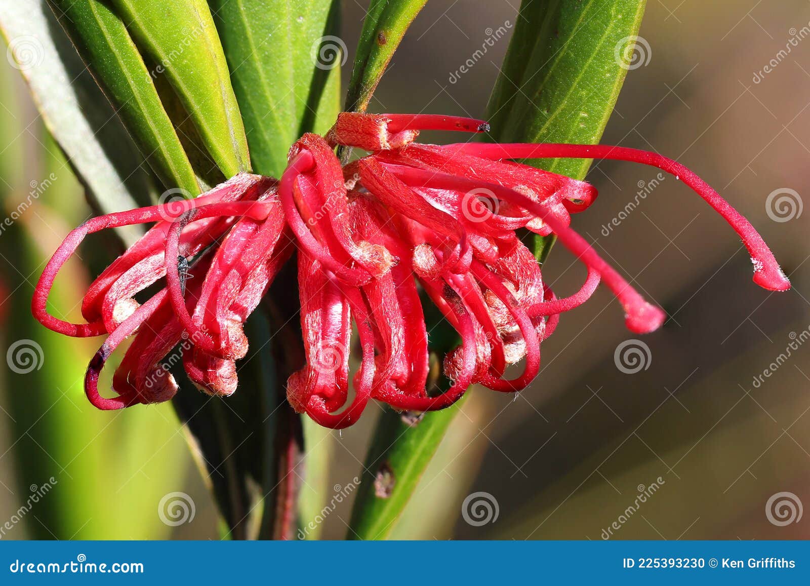 Red Spider Flower stock photo. Image of spider, native - 225393230
