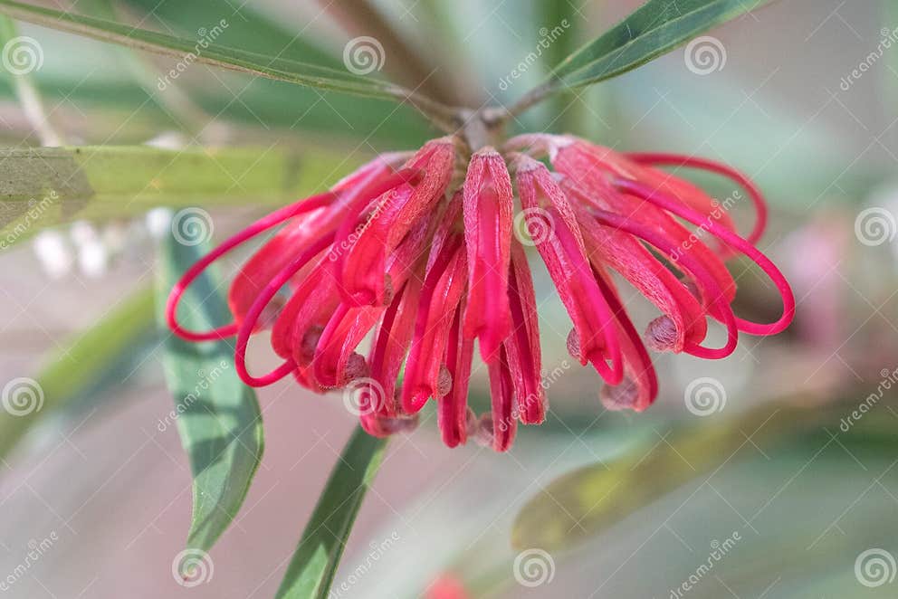Red Spider Flower stock image. Image of native, spider - 192315217