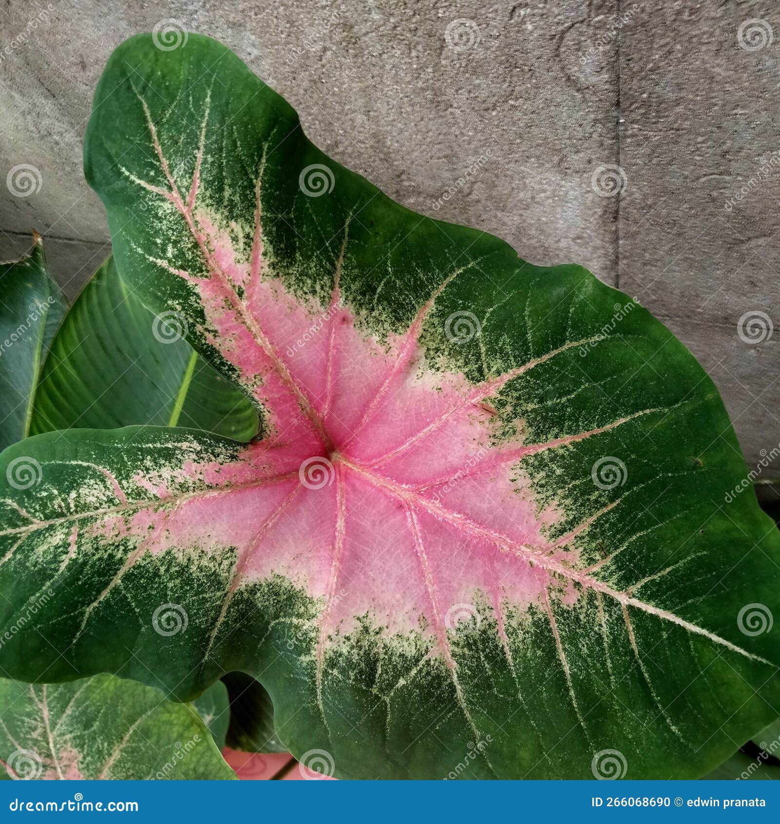 Red spider leaves stock photo. Image of plant, spider - 266068690