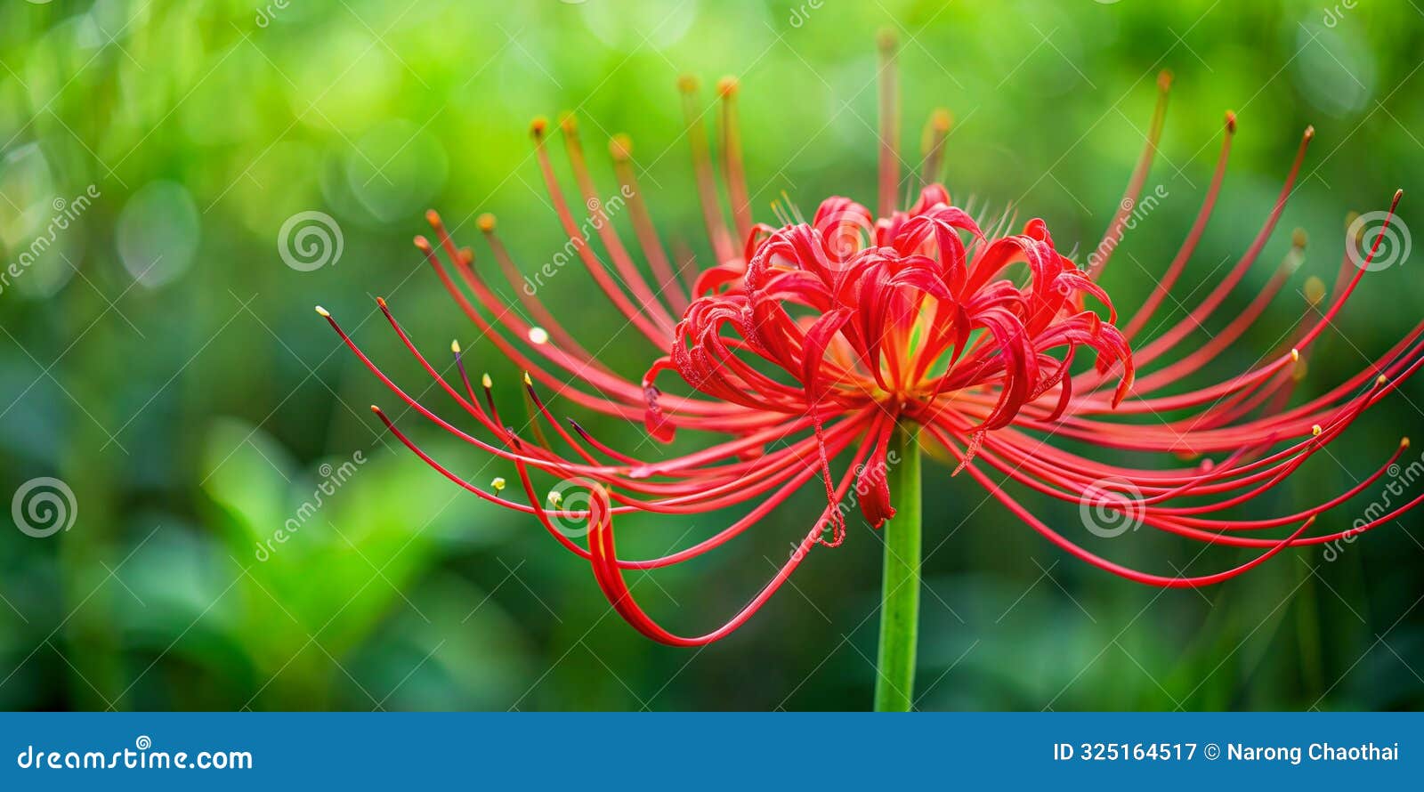 Red Spider Lily Flower Red Lycoris Mystical Bloody Generative by AI ... Red Spider Lily Flower Red Lycoris Mystical Bloody Generative by AI ...