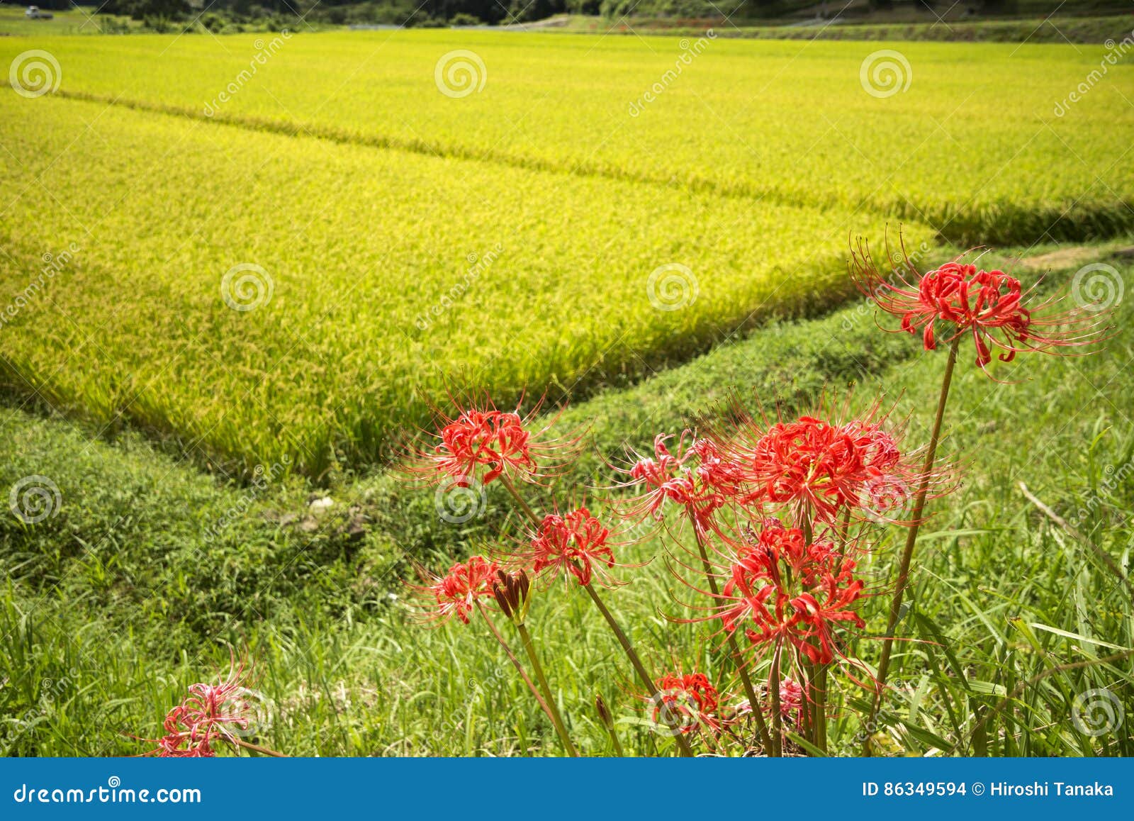 Seedling Spider Plant Or Chlorophytum Bichetii Karrer Backer In Black ...