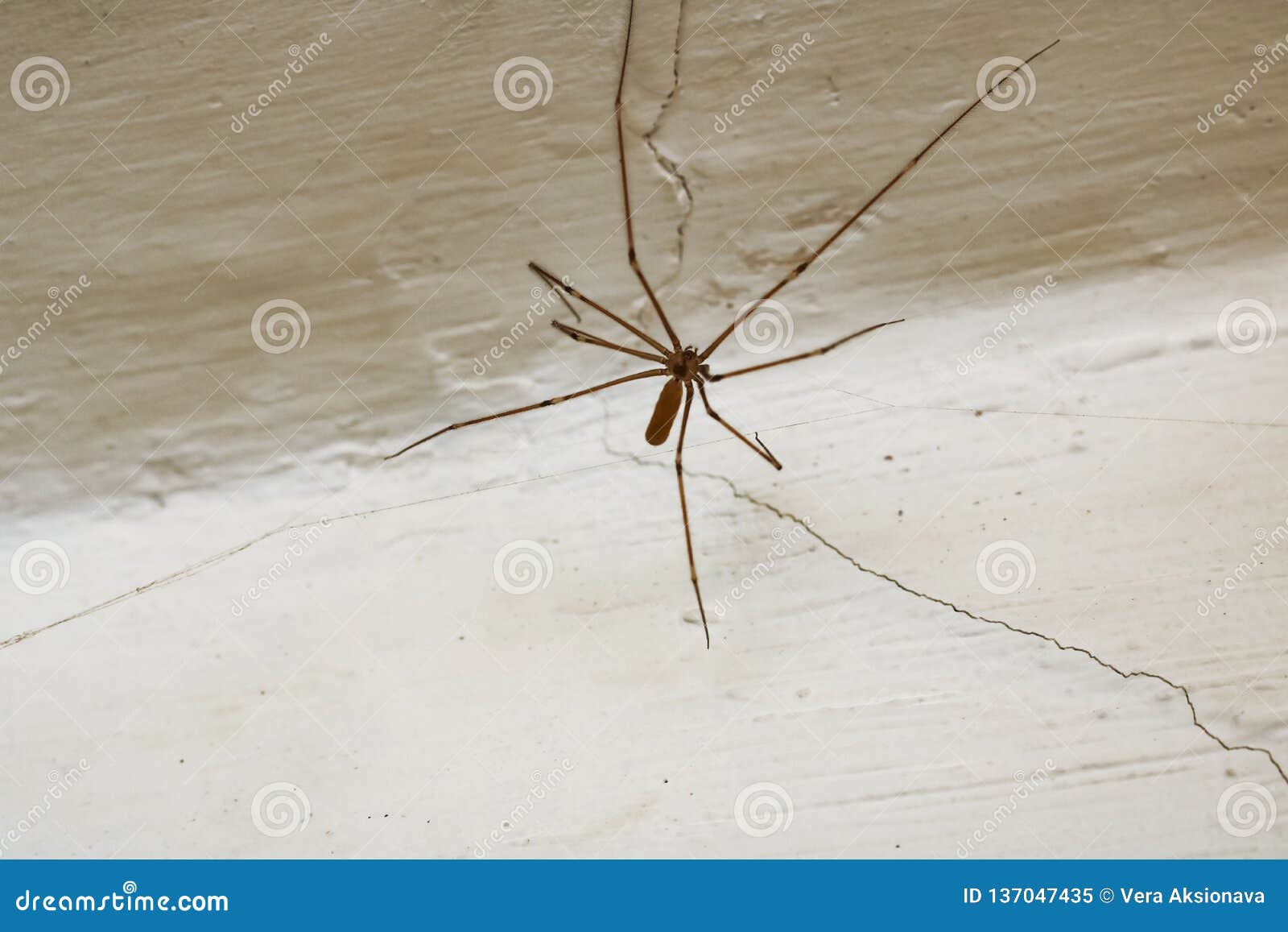 Spider with Long Legs on the Wall Close Up Stock Image - Image of ...