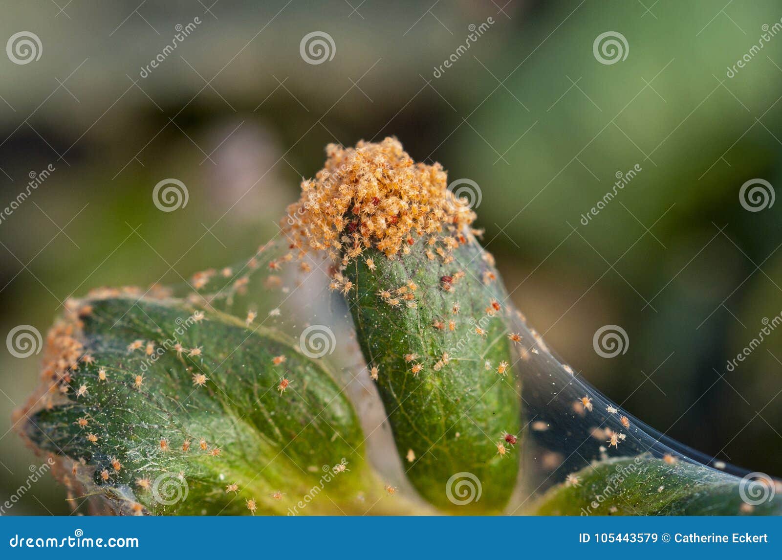 Spider Mite On A Raspberry Rose. Top View Of Green Leaves Background ...