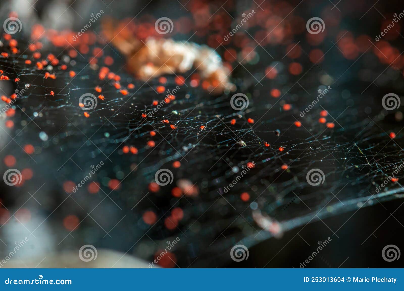 Several Red Spider Mites Sit in a Spider Web Stock Photo - Image of ...