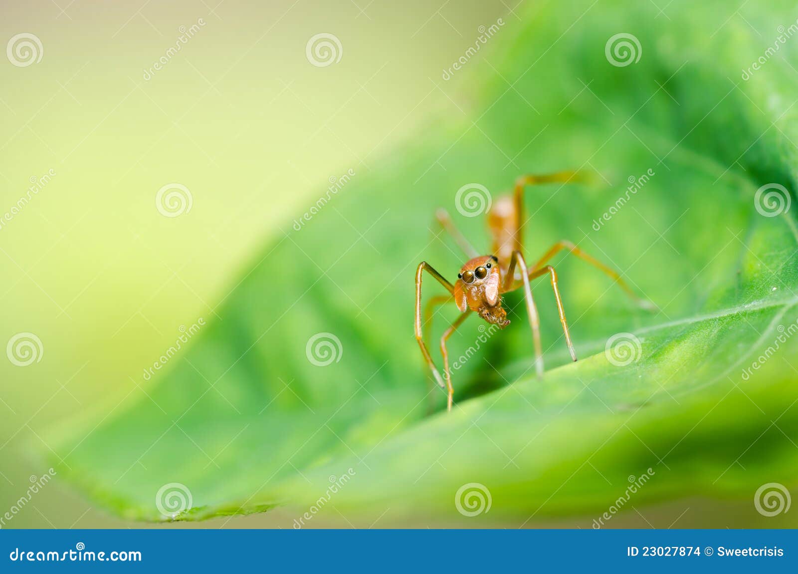 Red spider in nature stock photo. Image of legs, garden - 23027874