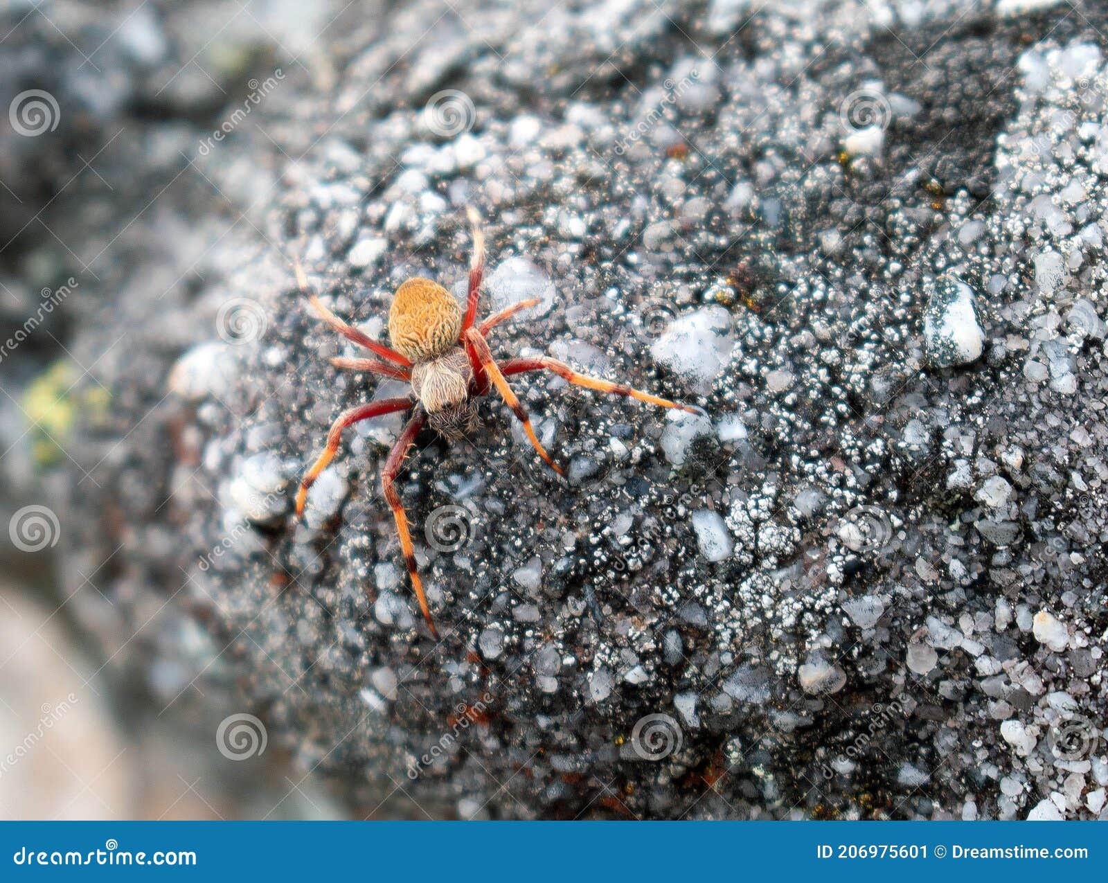 Red spider nsw stock image. Image of soil, winter, beetle - 206975601