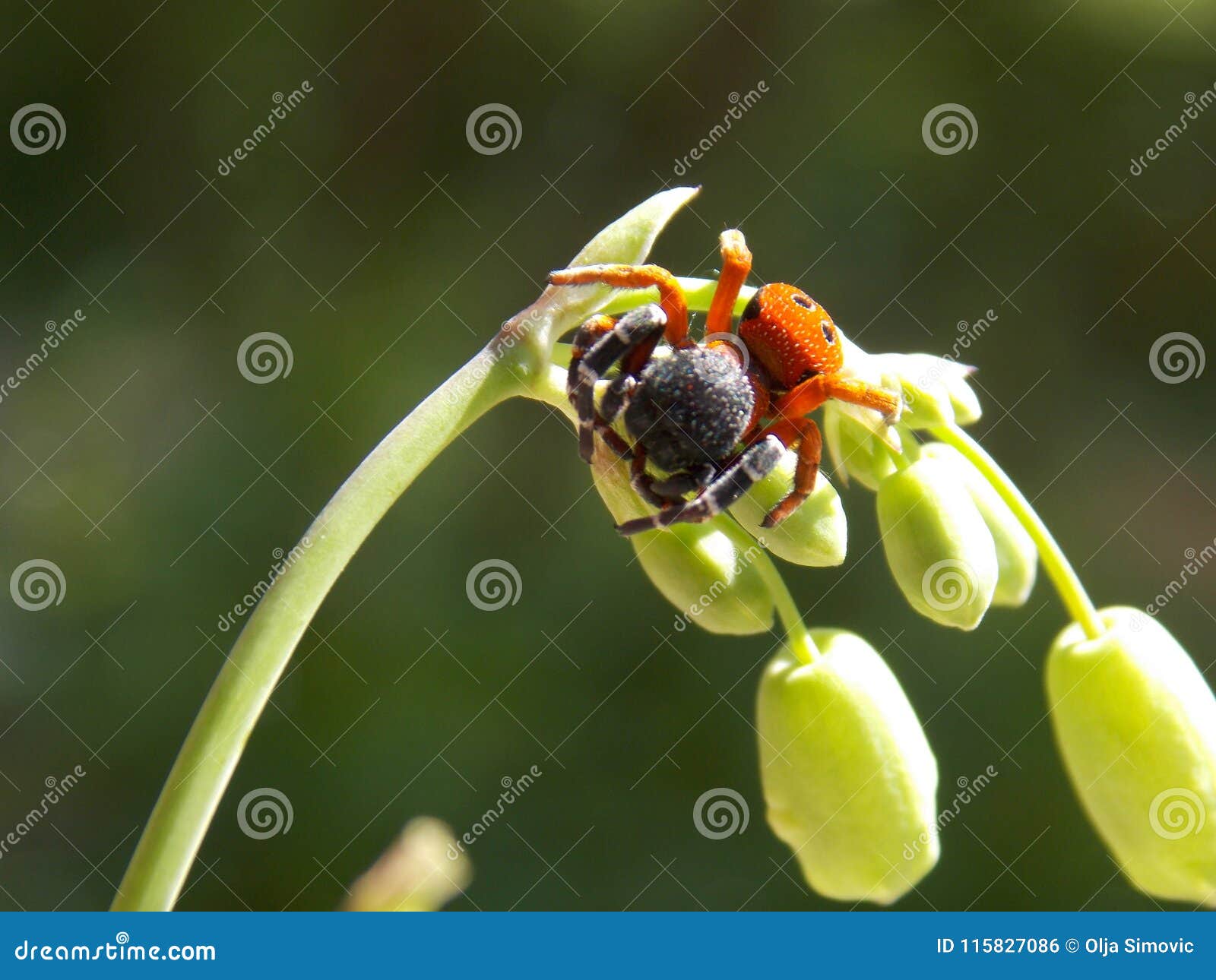 Red spider on a plant stock photo. Image of legs, spider - 115827086