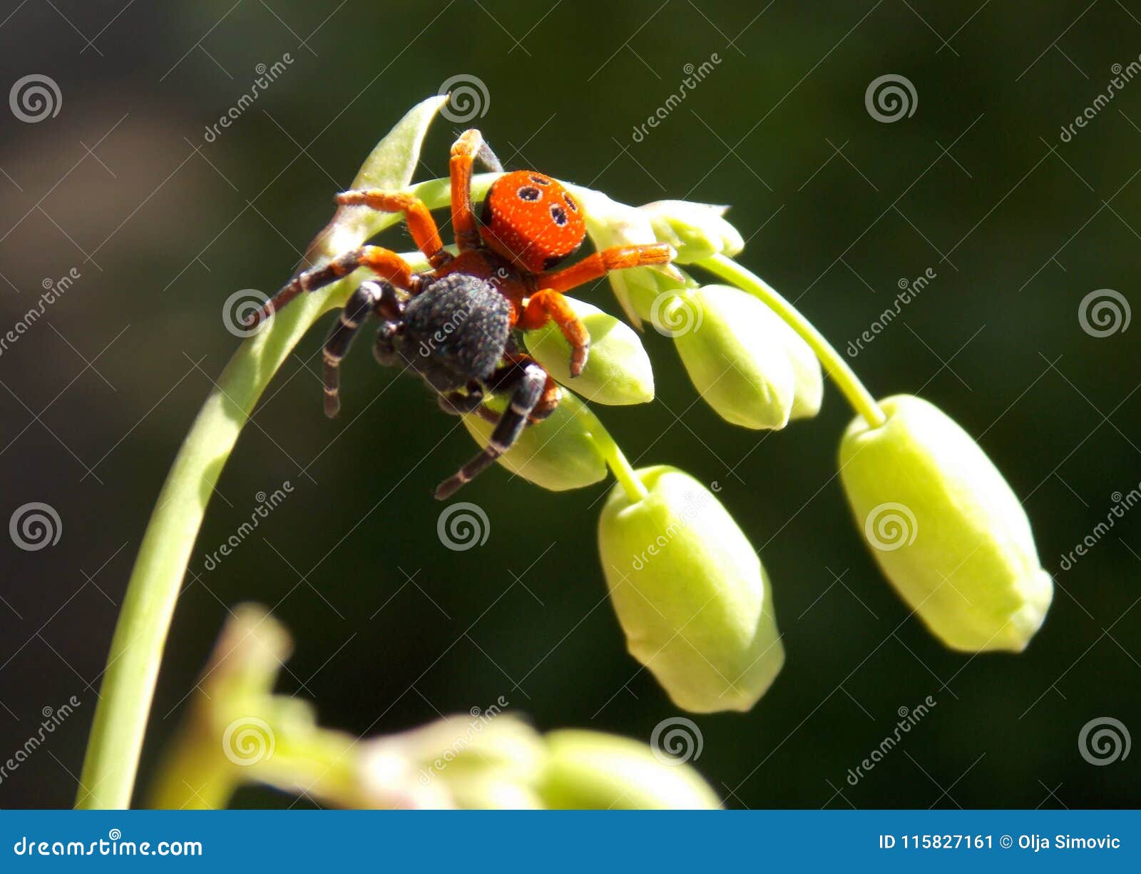 Red spider on a plant stock image. Image of macro, nature - 115827161